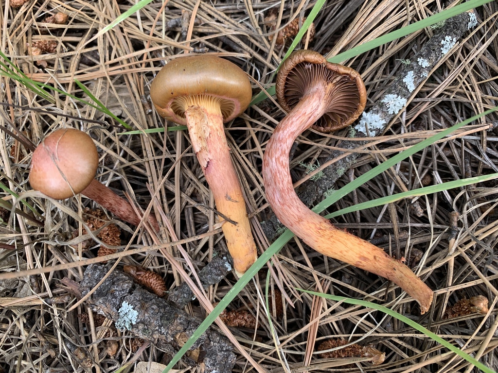Pine Spikes from Cochise County, AZ, USA on August 18, 2019 at 03:05 PM ...