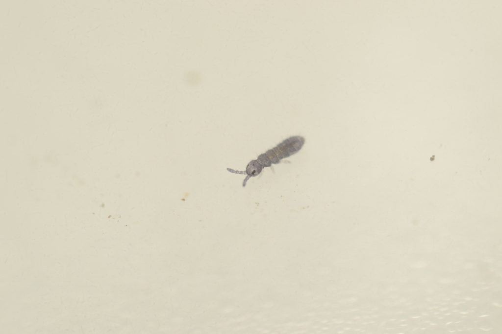 Waterfall Springtails in September 2025 by Timothy Lindsey · iNaturalist