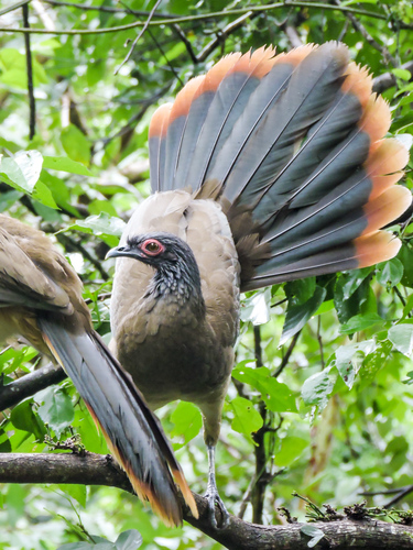 Chachalaca pálida (Catálogo de observaciones ) · iNaturalist