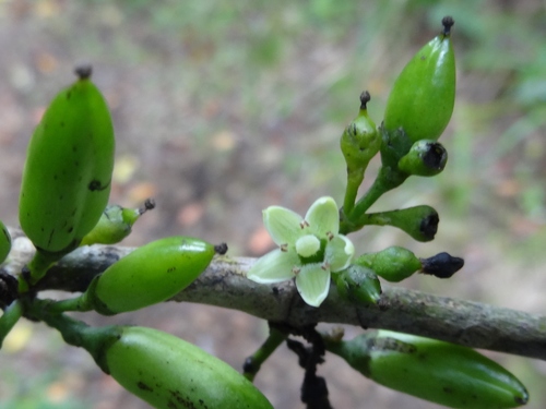 Geniostoma borbonicum · iNaturalist Ecuador