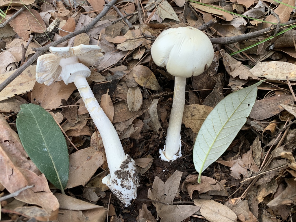 Amanita Sect. Phalloideae from Cochise County, AZ, USA on August 18 ...