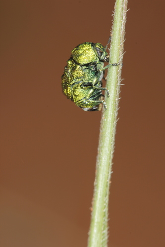 Chlamisus smaragdinus · iNaturalist