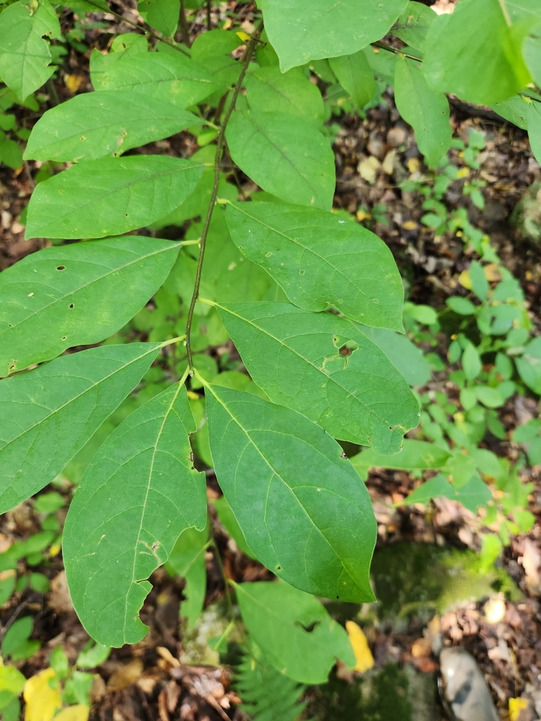 northern spicebush from Salisbury Township, PA, USA on September 26 ...