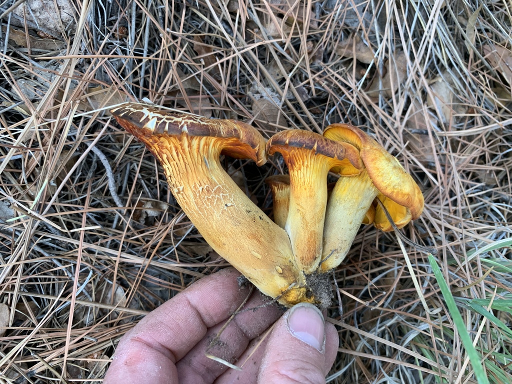 southern jack-o'-lantern from Cochise County, AZ, USA on August 19 ...