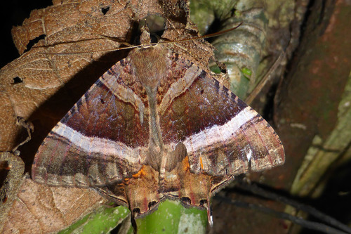 Coronidia leachii · iNaturalist Mexico