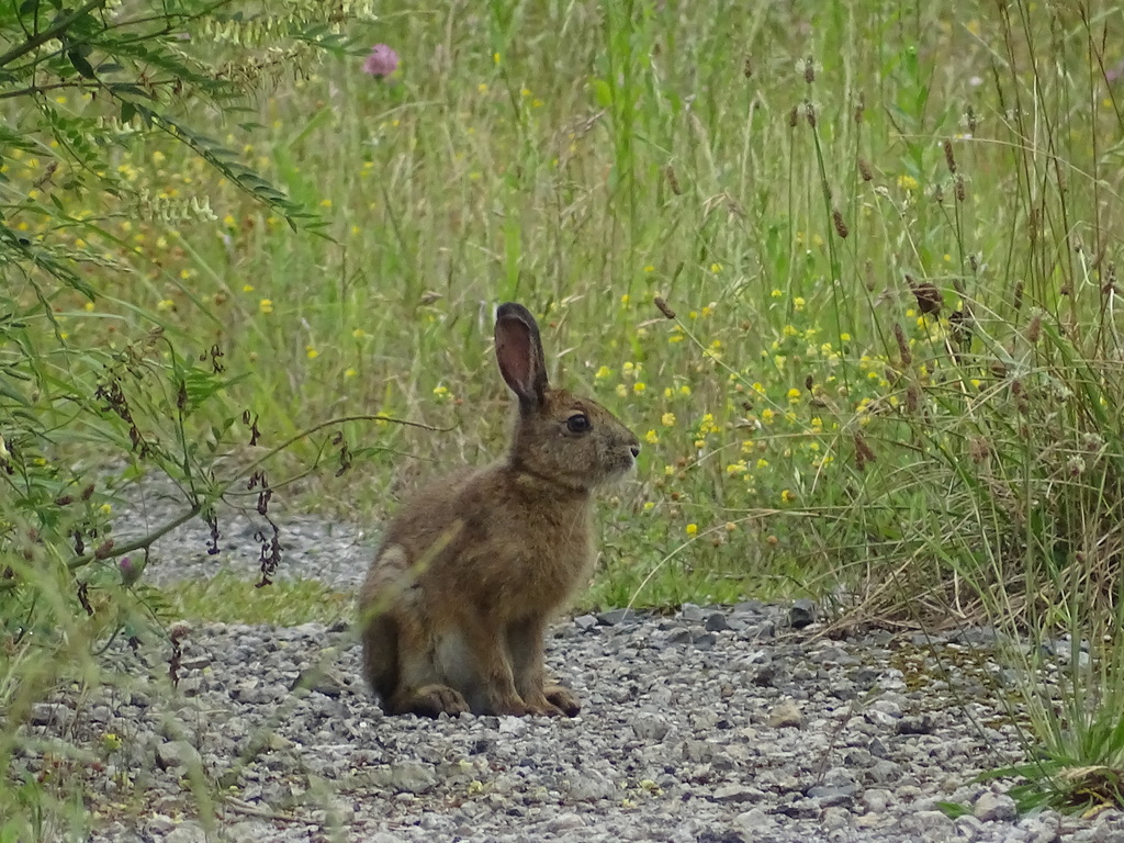 Japanese Hare (Lepus brachyurus) - Know Your Mammals