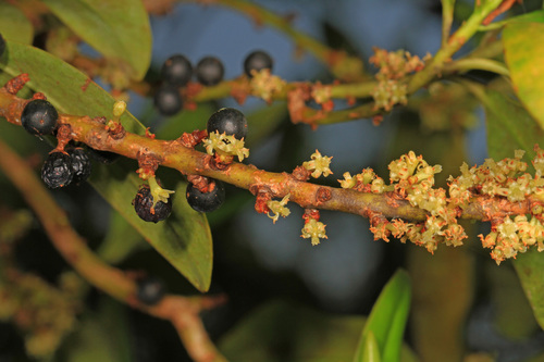 Panela (Rapanea guianensis)