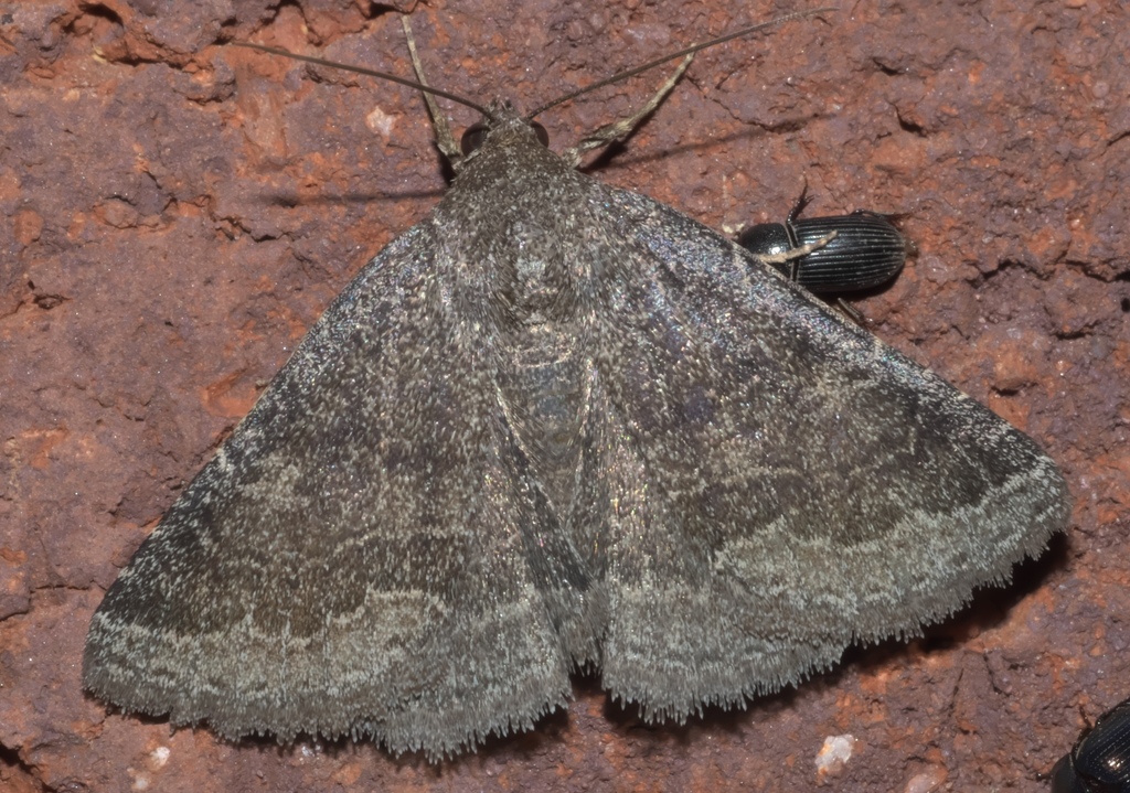 Dusty Lined Matigramma Moth from Mayes County, US-OK, US on May 10 ...