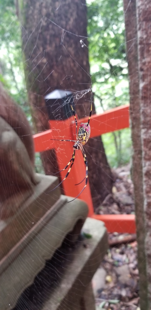 Joro Spider from Fushimi Ward, Kyoto, Japan on October 13, 2019 at 10: ...