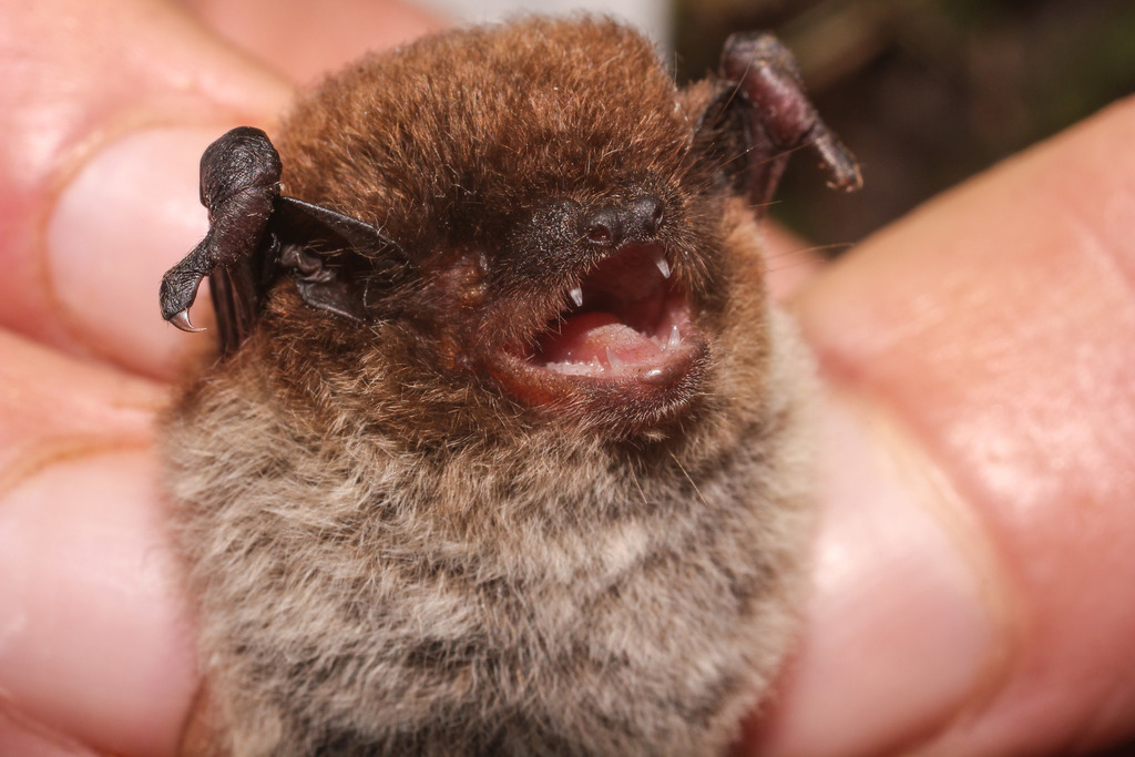 Banana pipistrelle (Bats of Ivory Coast) · iNaturalist