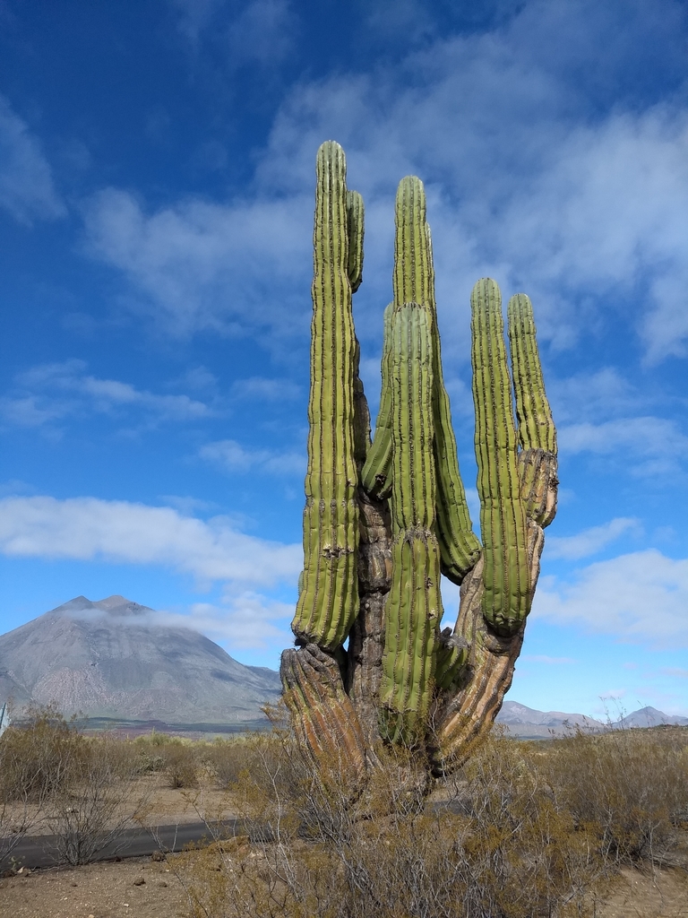 Mexican Giant Cactus from Mulegé, MX-BS, MX on November 30, 2019 at 11: ...