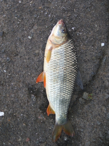 Translation missing: all_taxa.megaleporinus (Genus Megaleporinus ...