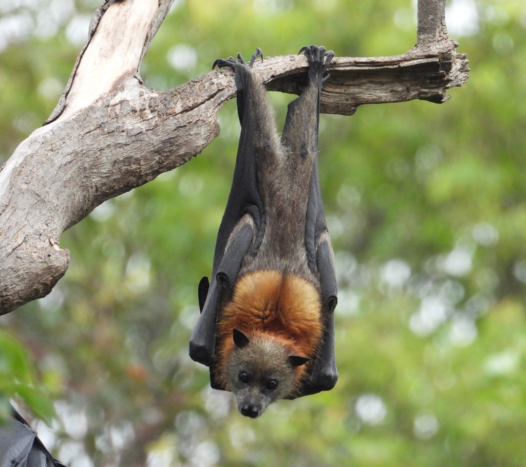 Flying-foxes (Pteropus) - Know Your Mammals