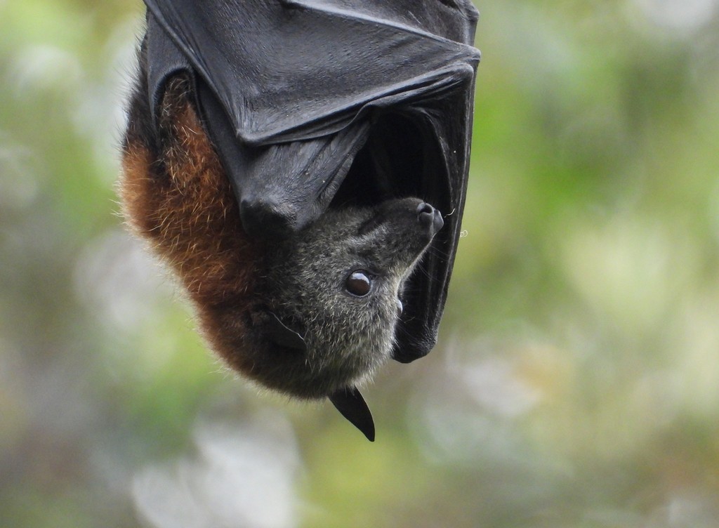 Flying-foxes (Pteropus) - Know Your Mammals