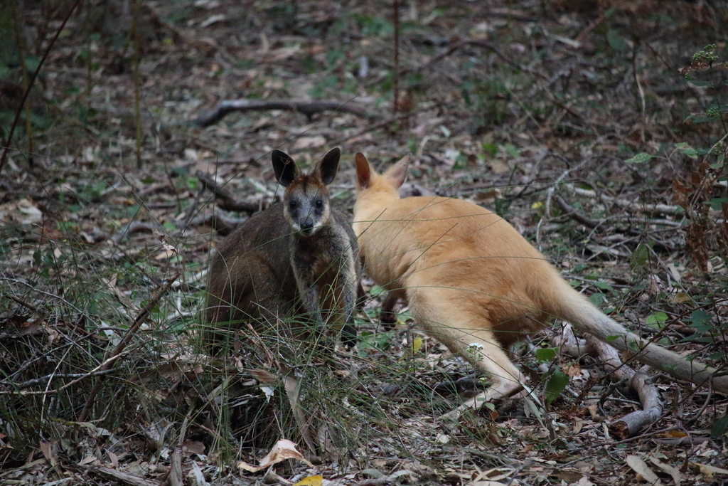 Swamp Wallaby (Wallabia bicolor) - Know Your Mammals