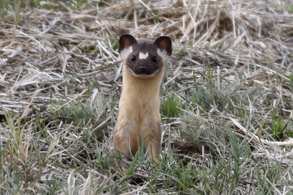 Mustela frenata (Mamíferos terrestres del Bosque Seco Tropical en el ...