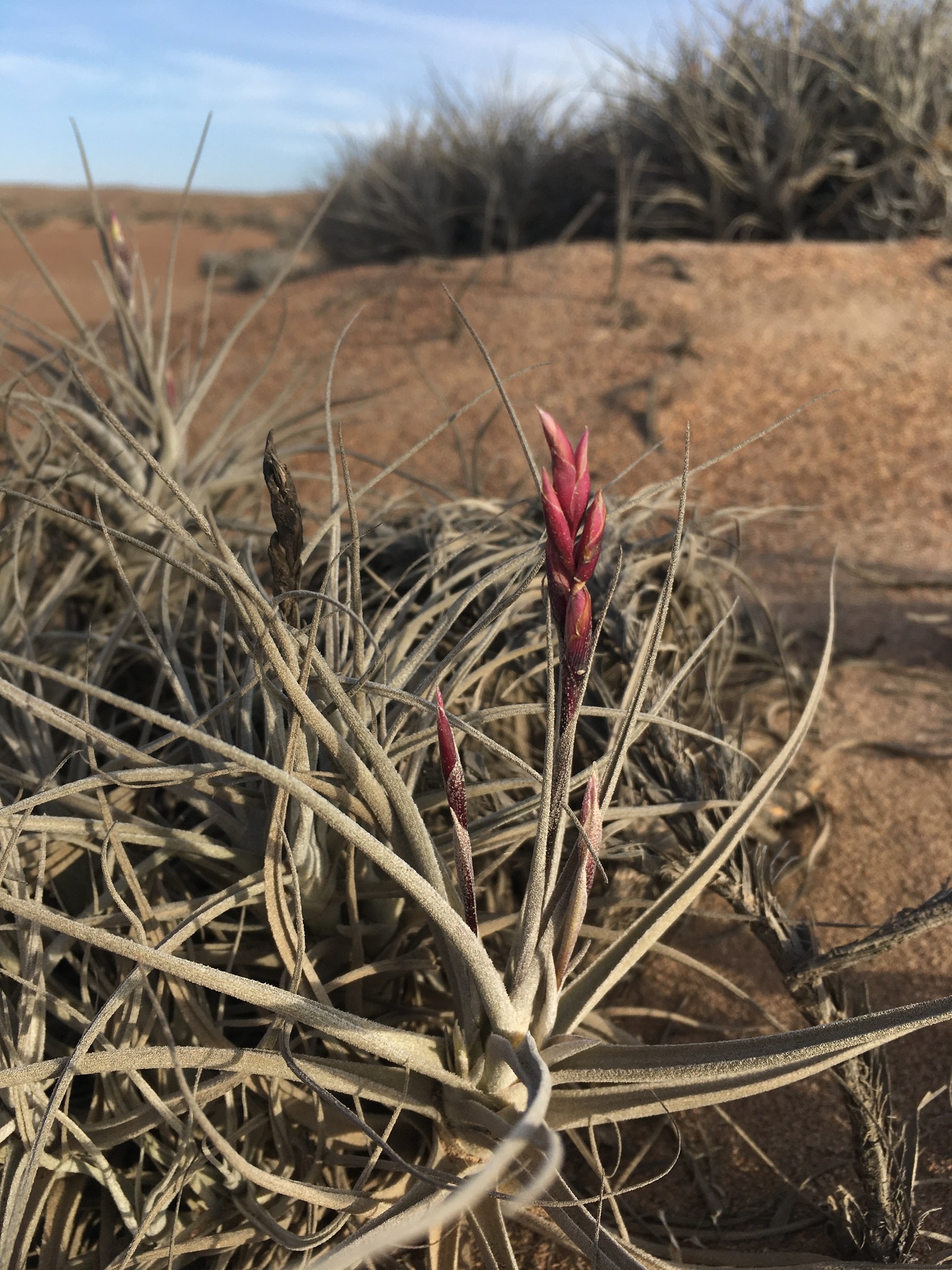Tillandsia marconae W.Till & Vitek