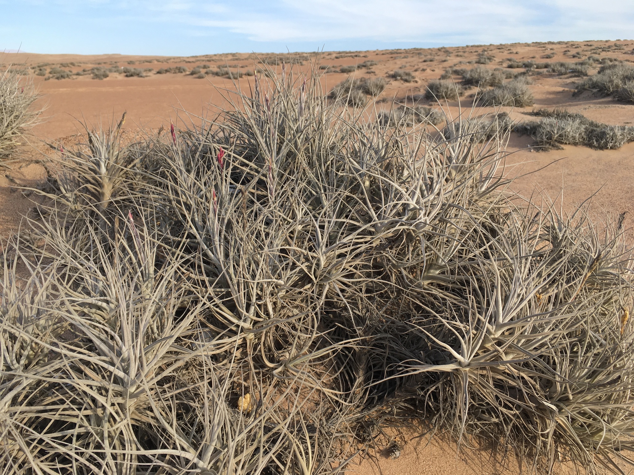 Tillandsia marconae W.Till & Vitek