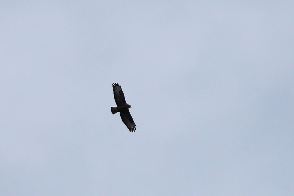 Azorean Common Buzzard from Ponta Delgada, PT-AC, PT on October 20 ...
