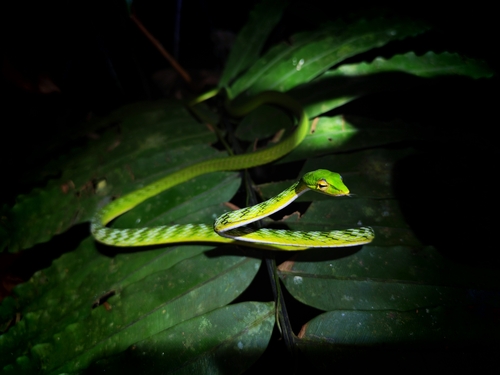 Malayan Green Whipsnake (Ahaetulla mycterizans) - Snakes and Lizards