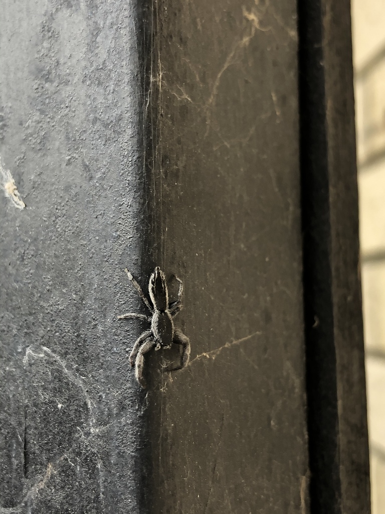 Holoplatys apressus in December 2019 by Nathan Odgers · iNaturalist