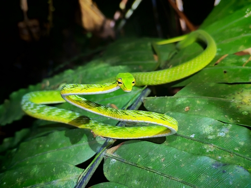 Malayan Green Whipsnake (Ahaetulla mycterizans) - Snakes and Lizards