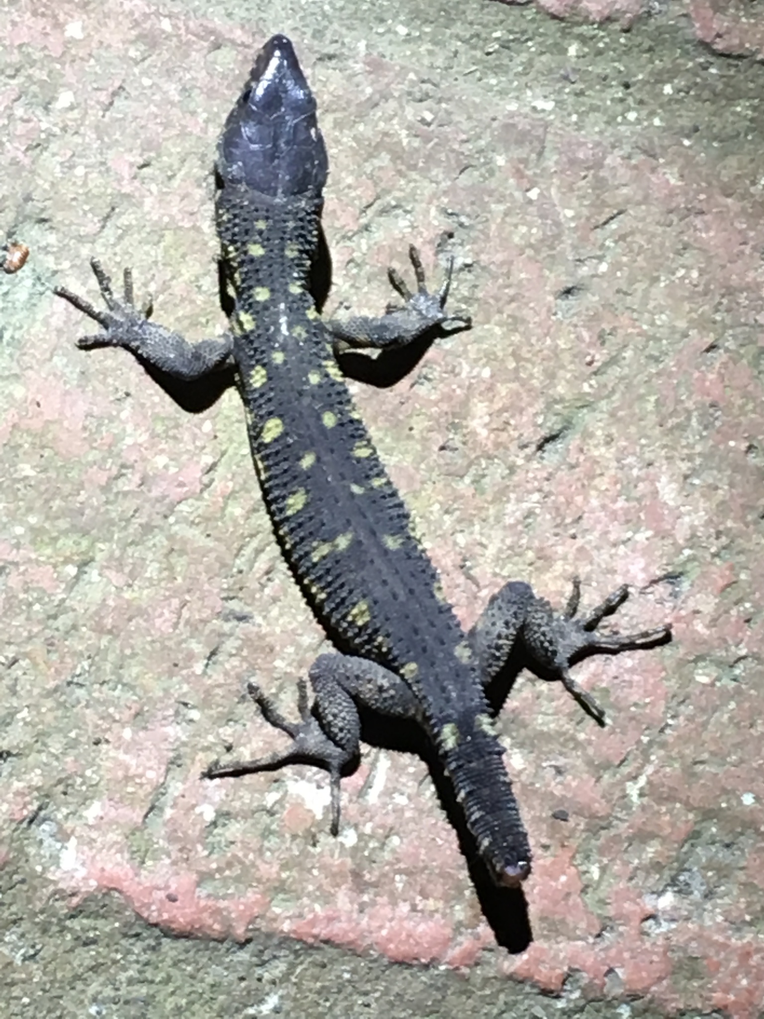 Lepidophyma reticulatum Taylor, 1955