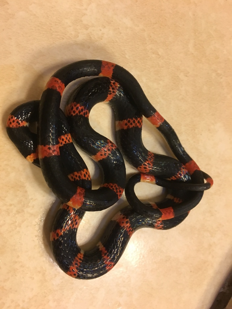 Black Halloween Snake from Alajuela Province, San Carlos, Costa Rica on ...