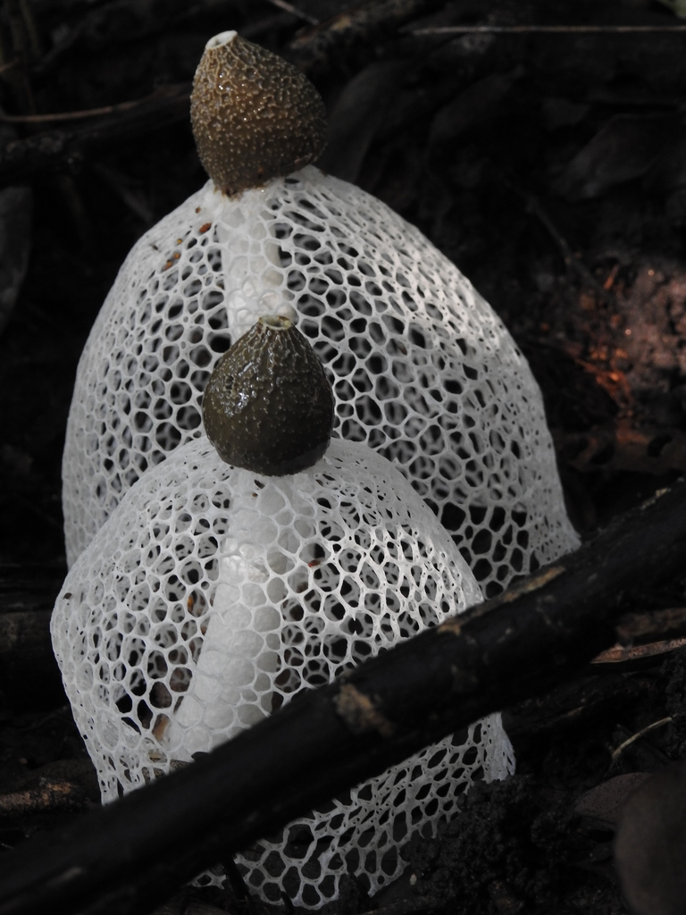 More On-Brand Saryn Deluxe Skin? - Art, Animation, & UI - Warframe Forums