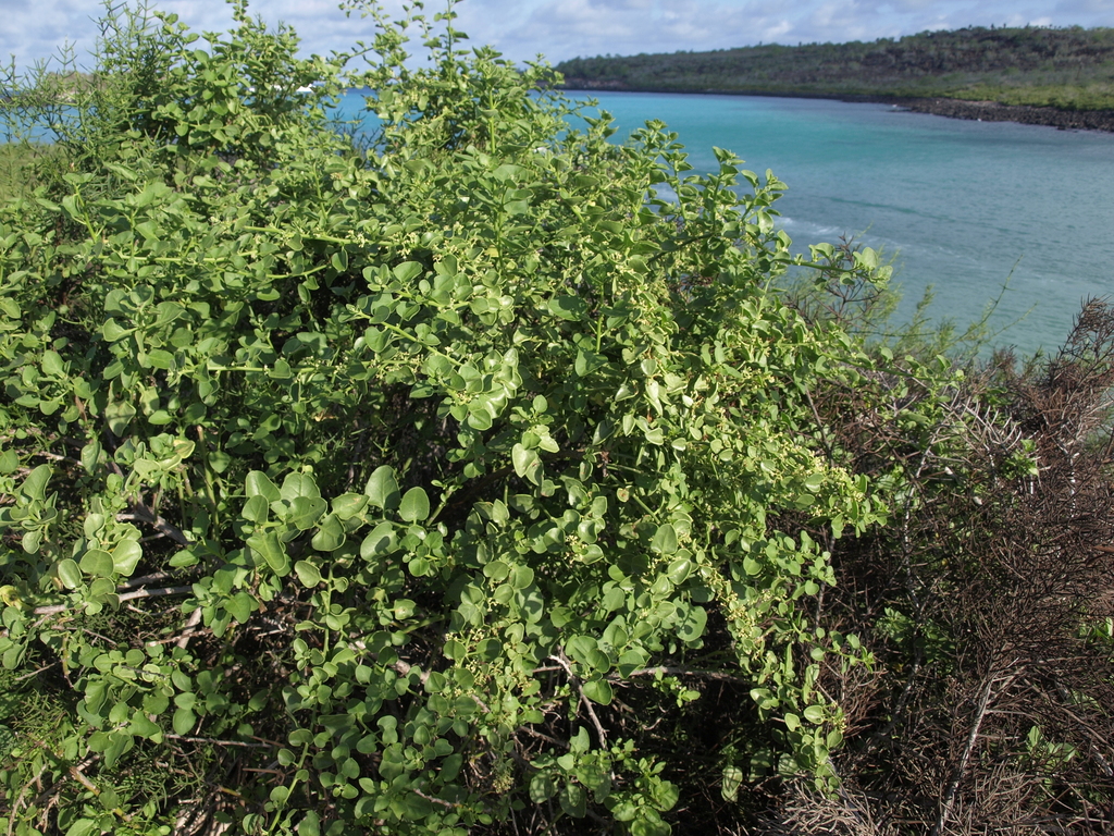 (Cryptocarpus) - Botanical Realm