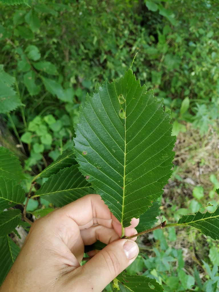 Japanese Elm (Ulmus davidiana japonica) - Botanical Realm