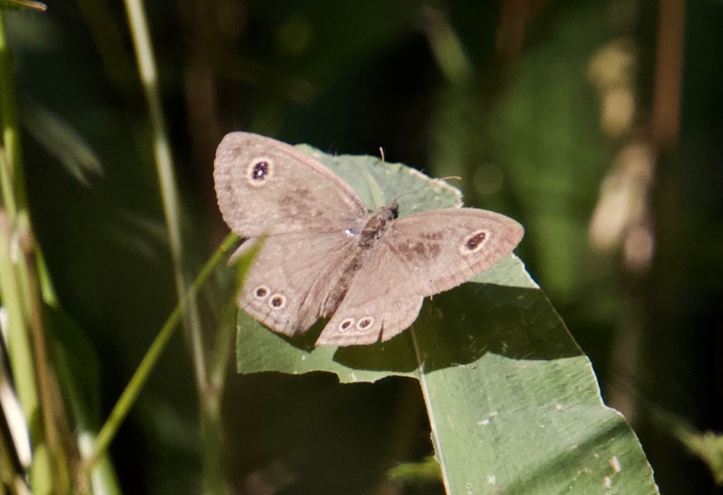 Common Five-ring from Sinhagadh Valley on November 04, 2019 at 08:25 PM ...