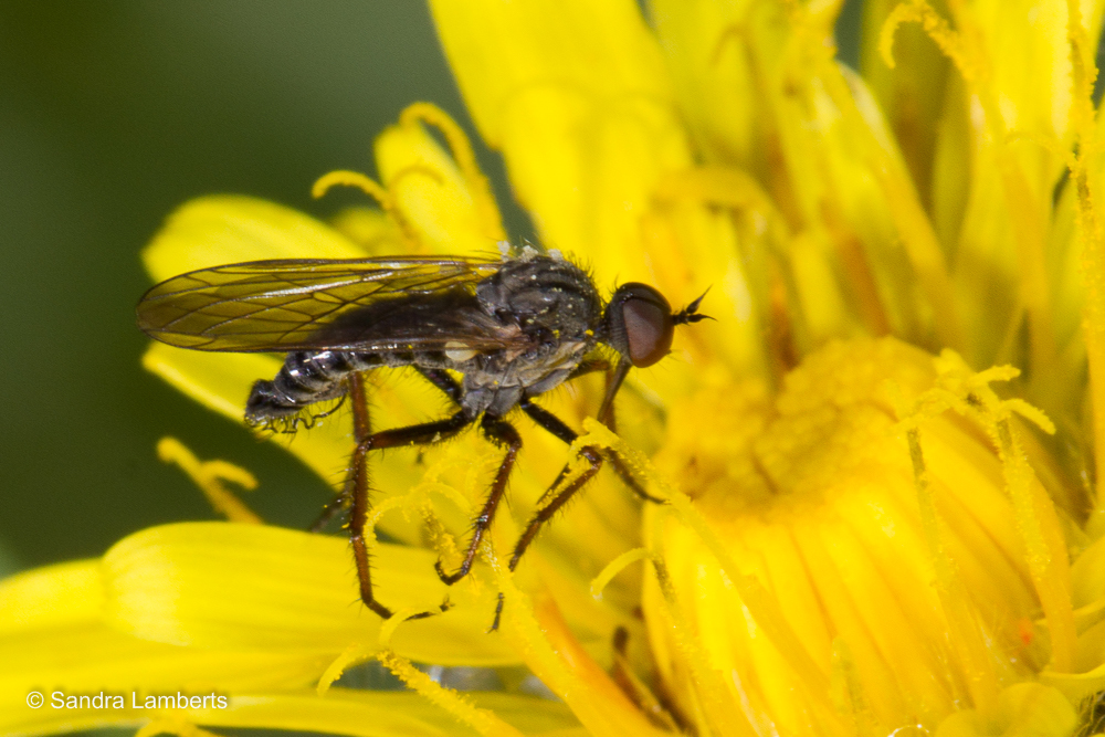 Dance Flies from Amargheti, Cyprus on April 11, 2019 at 02:16 PM by A ...