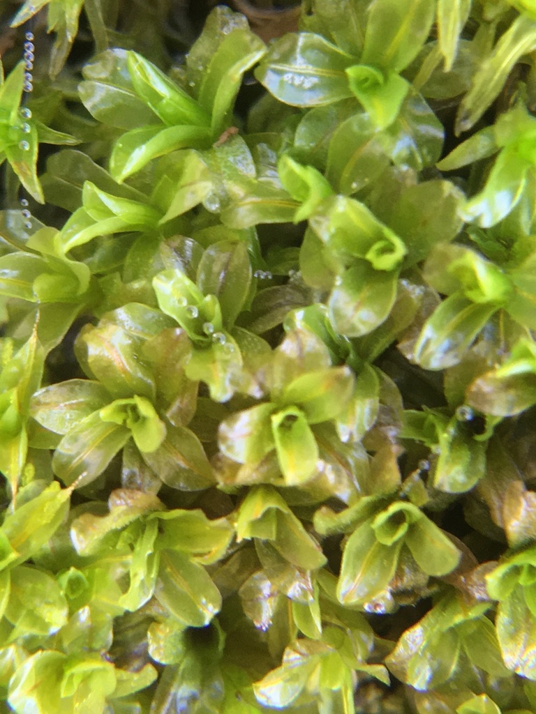 Water Screw-moss (Syntrichia latifolia) - Botanical Realm