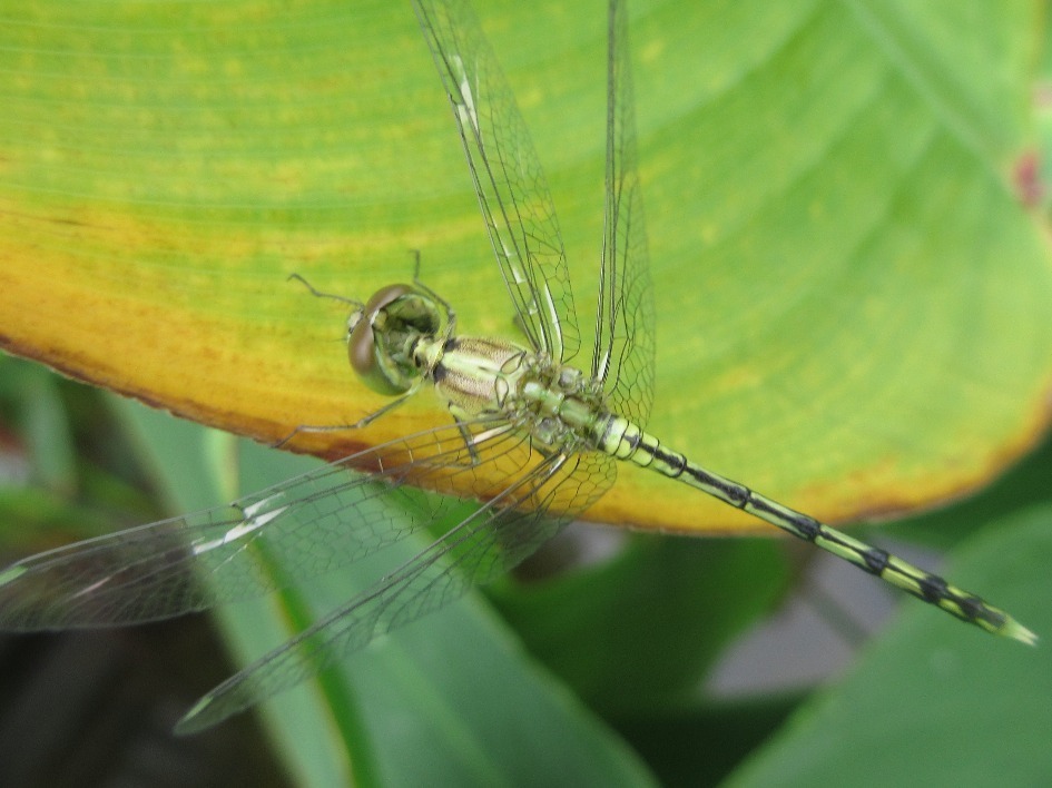Chalky Percher from Wichet Nakhon, Chae Hom District, Lampang, 태국 on ...