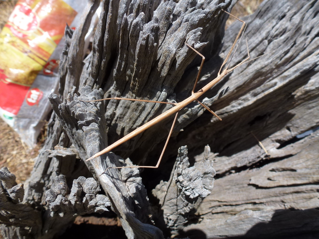 Sydney Stick Insect from Mount Barker Summit SA 5251, Australia on ...