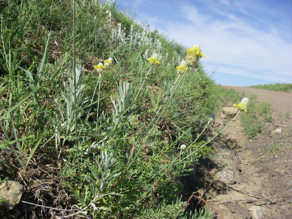 golden dalea (Vascular Plants of Wild Basin) · iNaturalist
