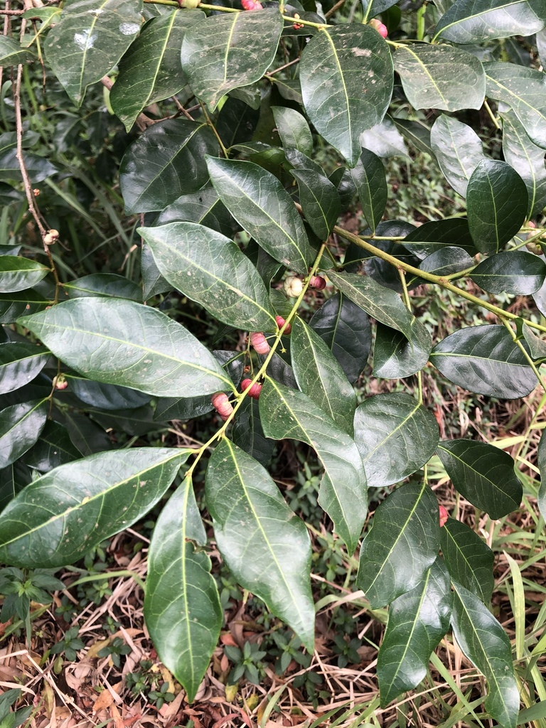 Cheese Tree from Bannerman Street, Oxley, QLD, AU on December 1, 2019 ...