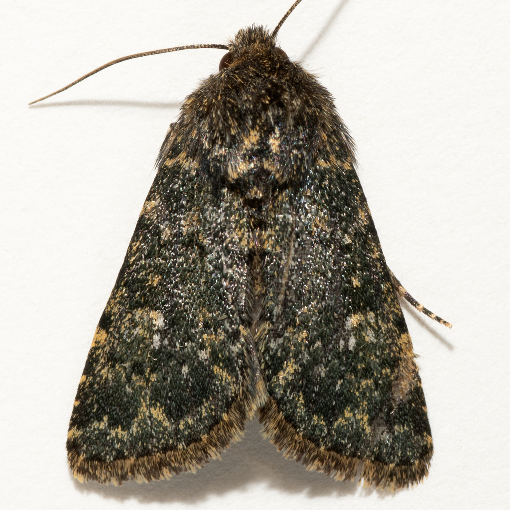 Mossy Pseudobryomima Moth from Siskiyou County, CA, USA on September 27 ...