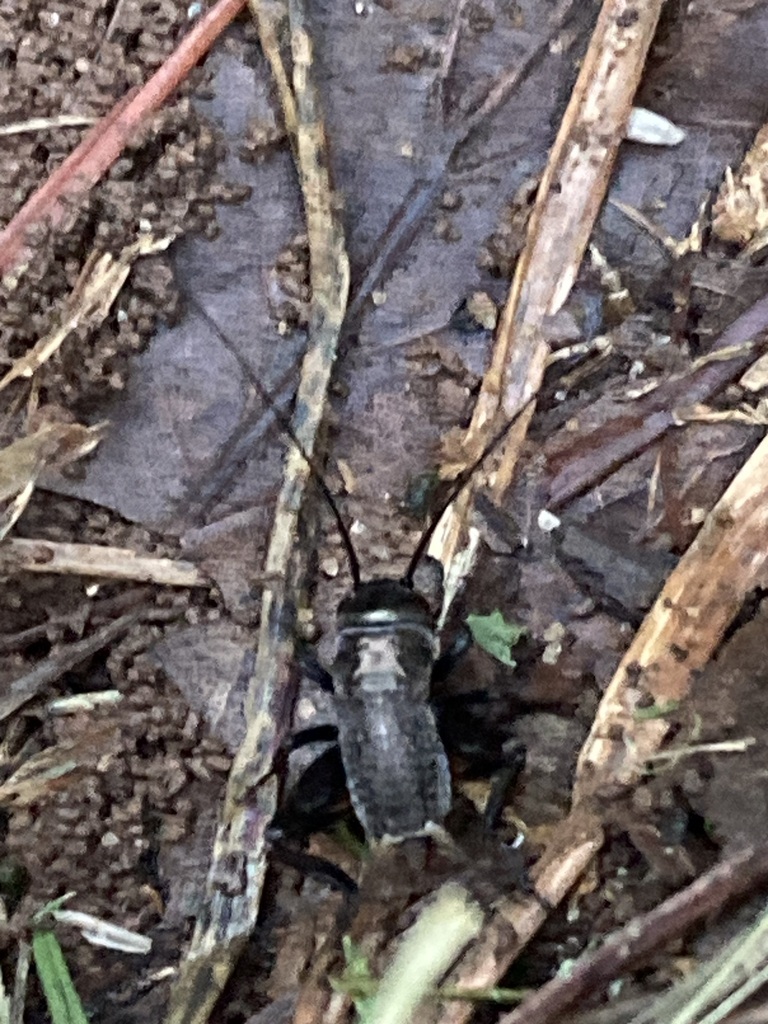 Spring Field Cricket from Huntsville, AL, USA on September 26, 2025 at ...