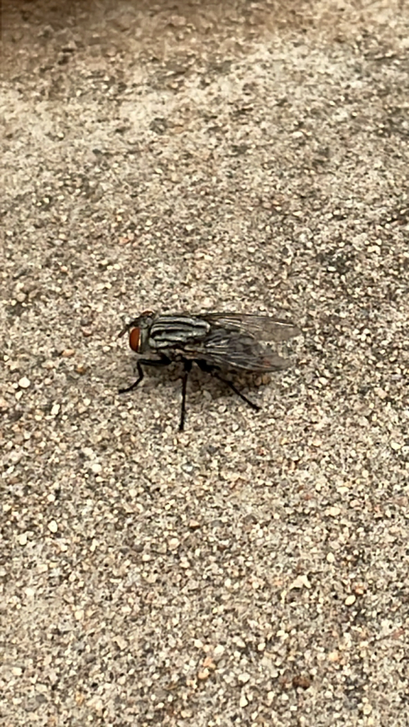Bot Flies, Blow Flies, and Allies from Lobo Drive, Alpine, TX, US on ...