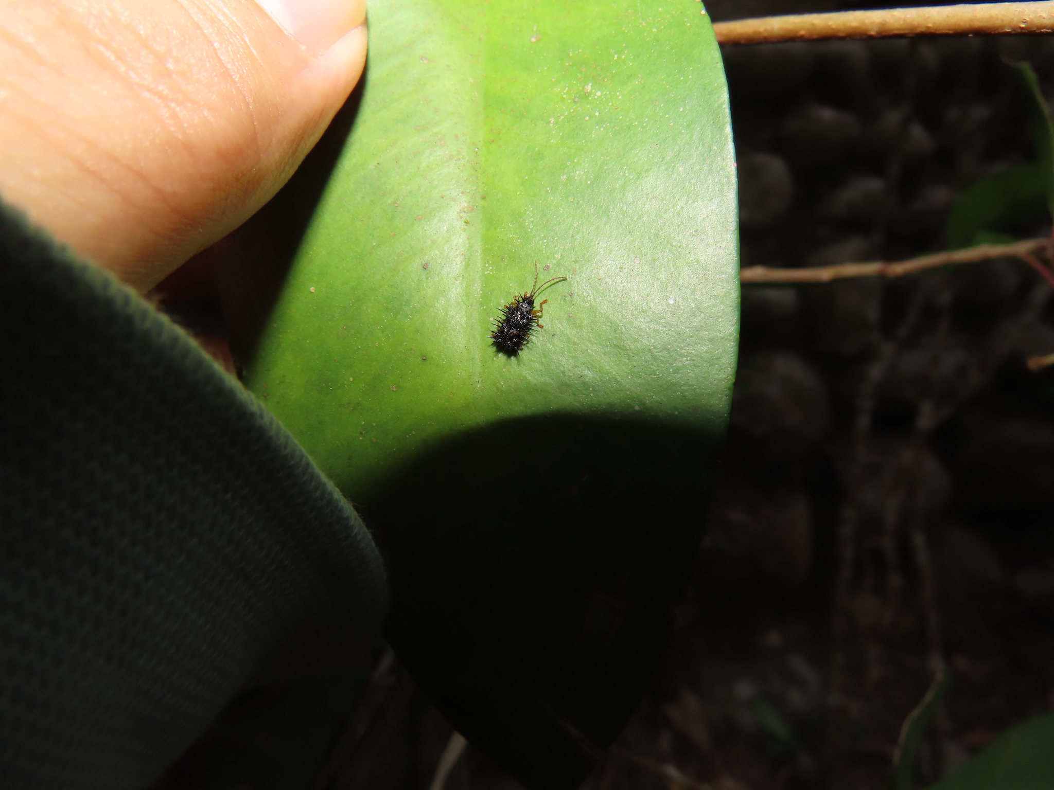 Dactylispa sauteri Uhmann, 1927