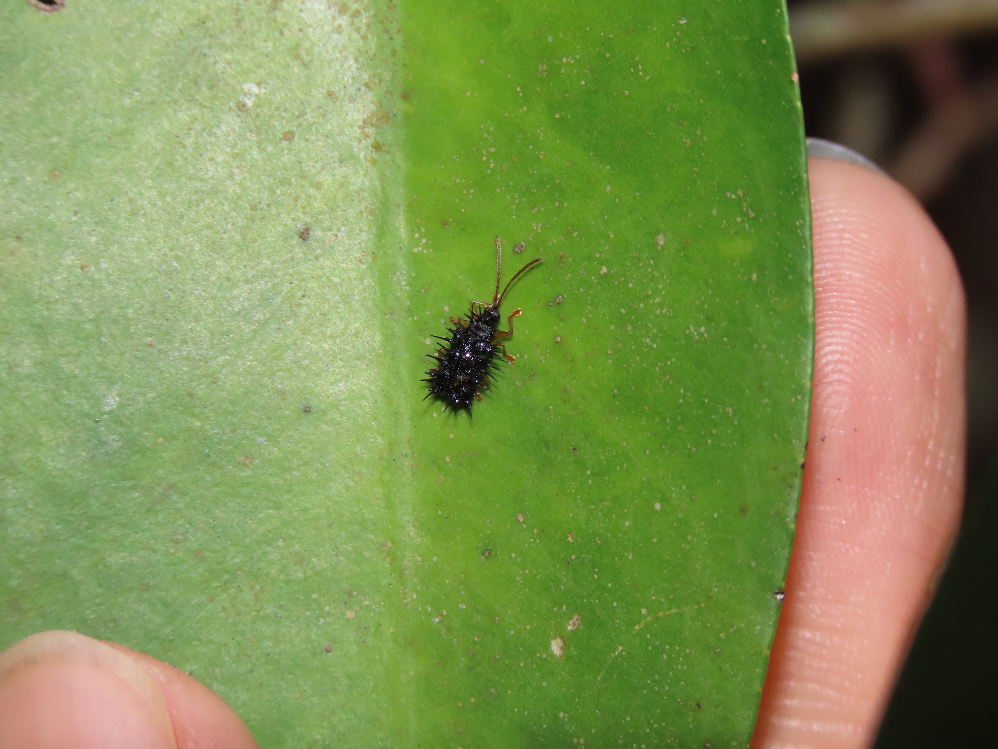 Dactylispa sauteri Uhmann, 1927