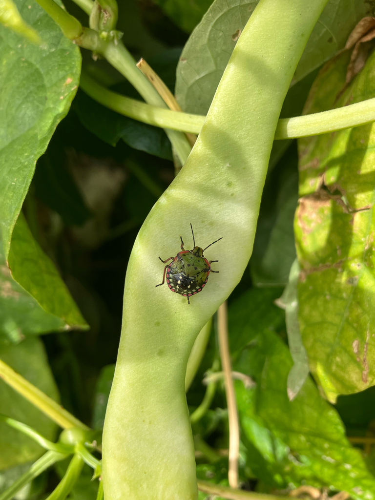 Southern Green Stink Bug from Rainier Ave S, Seattle, WA, US on ...
