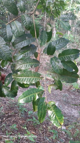 Palo prieto (Pera barbellata)