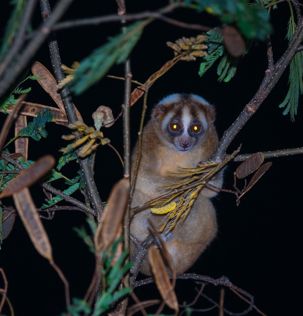 Javan Slow Loris (Nycticebus javanicus) - Know Your Mammals