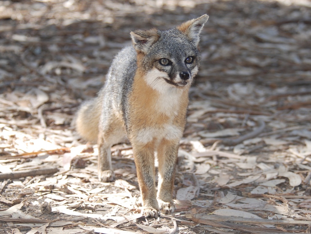 Island Fox
