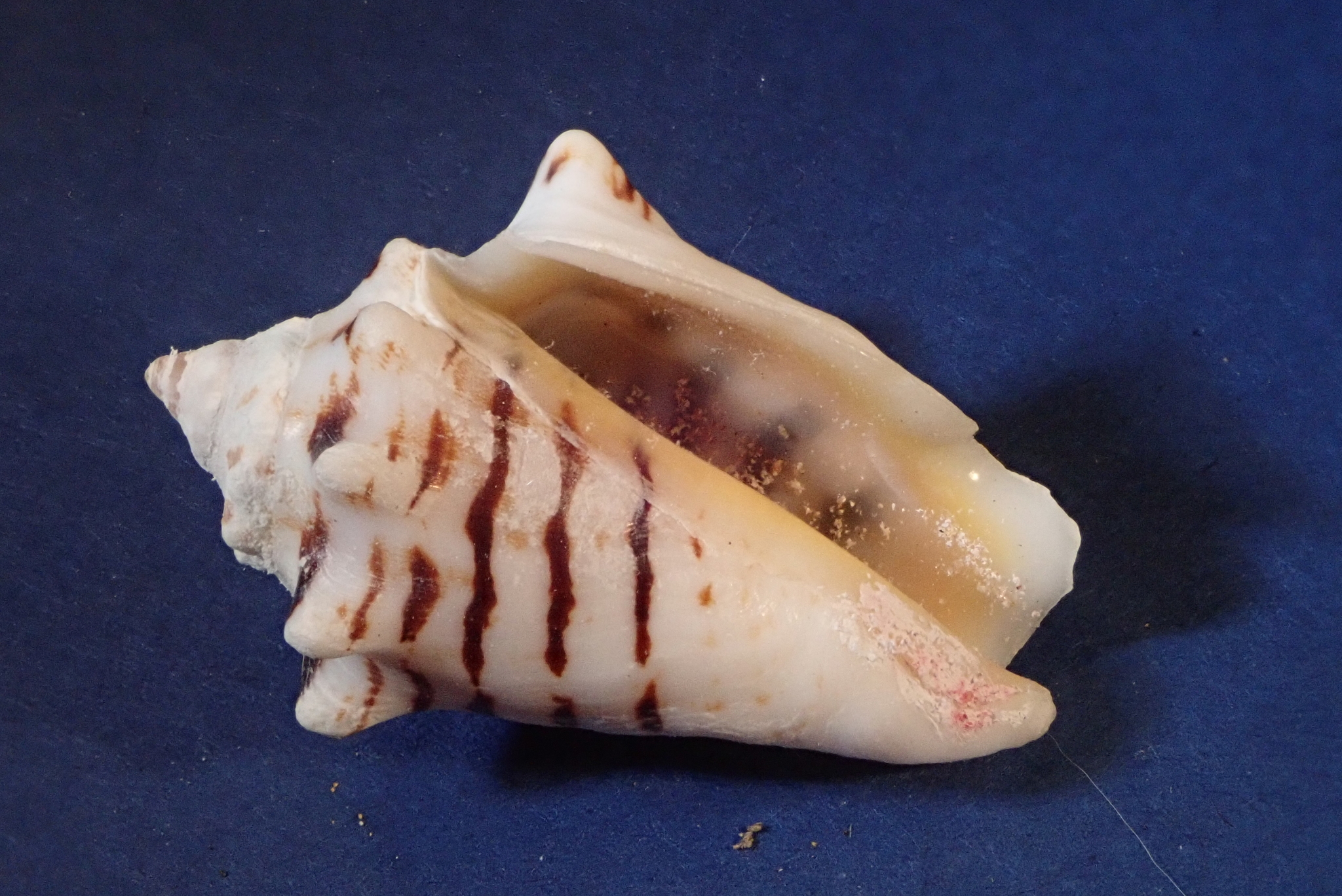 Conomurex fasciatus (Born, 1778)