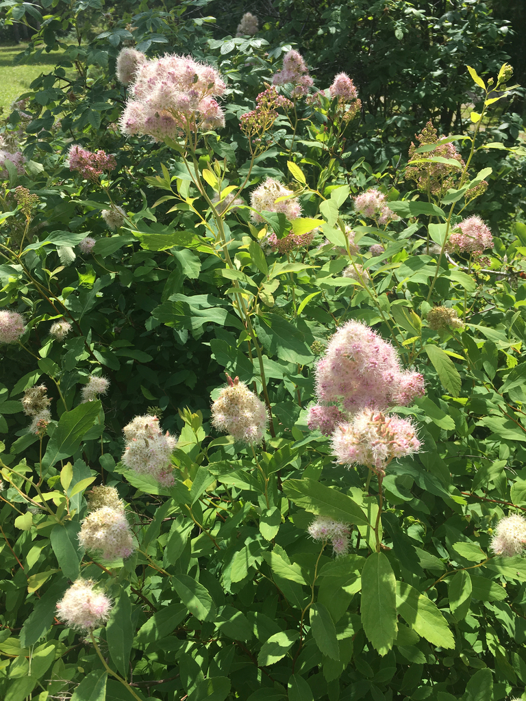 Pyramidal Spirea (Spiraea × pyramidata) - Botanical Realm