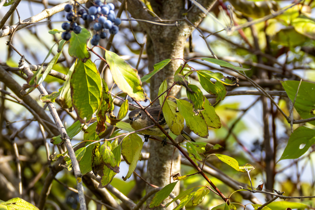 Yellow-rumped Warbler from Cambridge, ON, Canada on September 27, 2025 ...